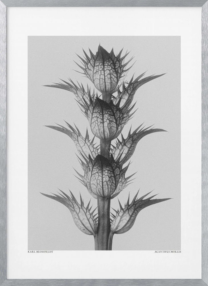 R2H Modern Nature Inspired "Acanthus mollis" Framed Print Wall Art - Wayfair Canada